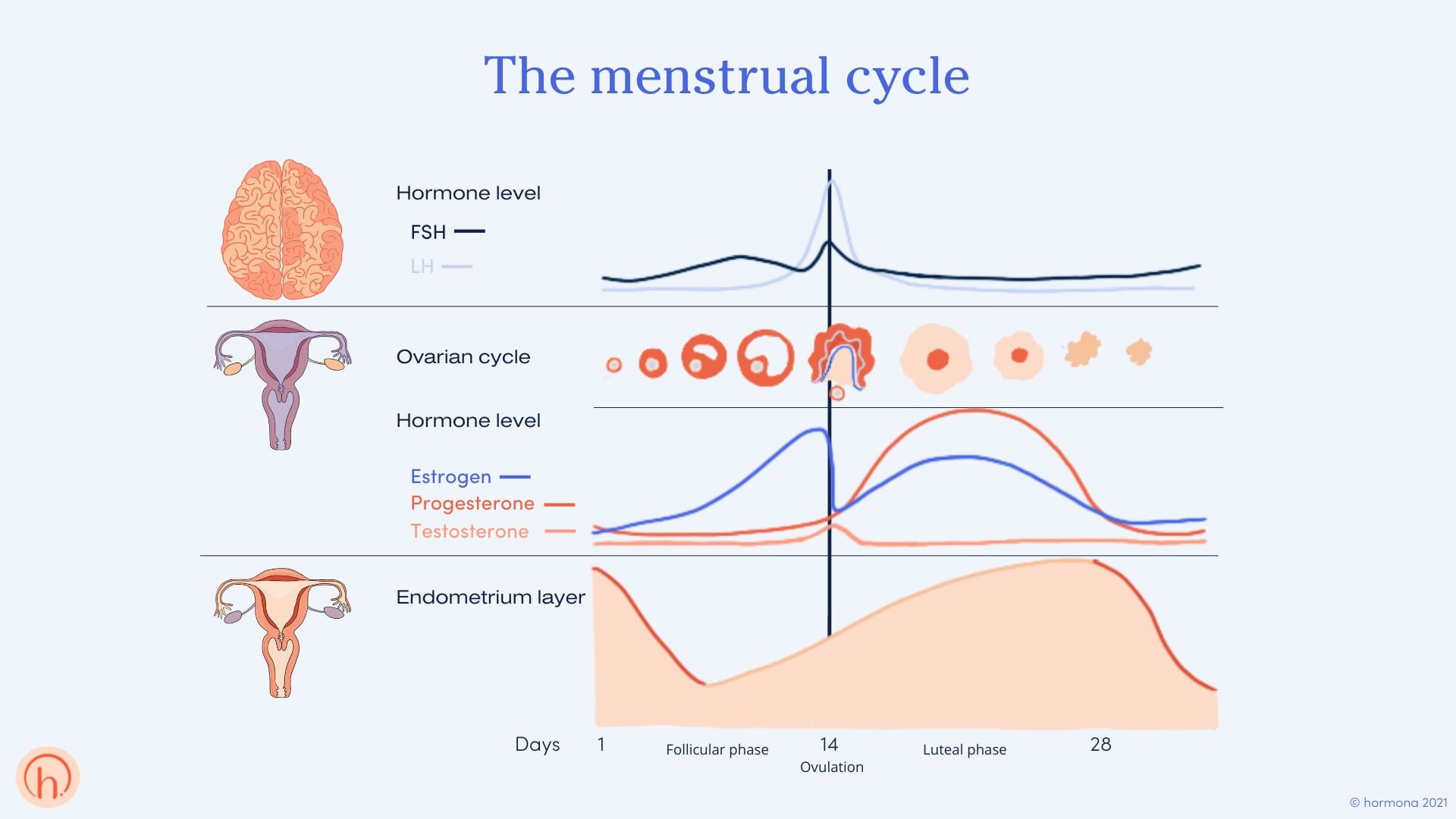 The Female Hormones What Do They Do